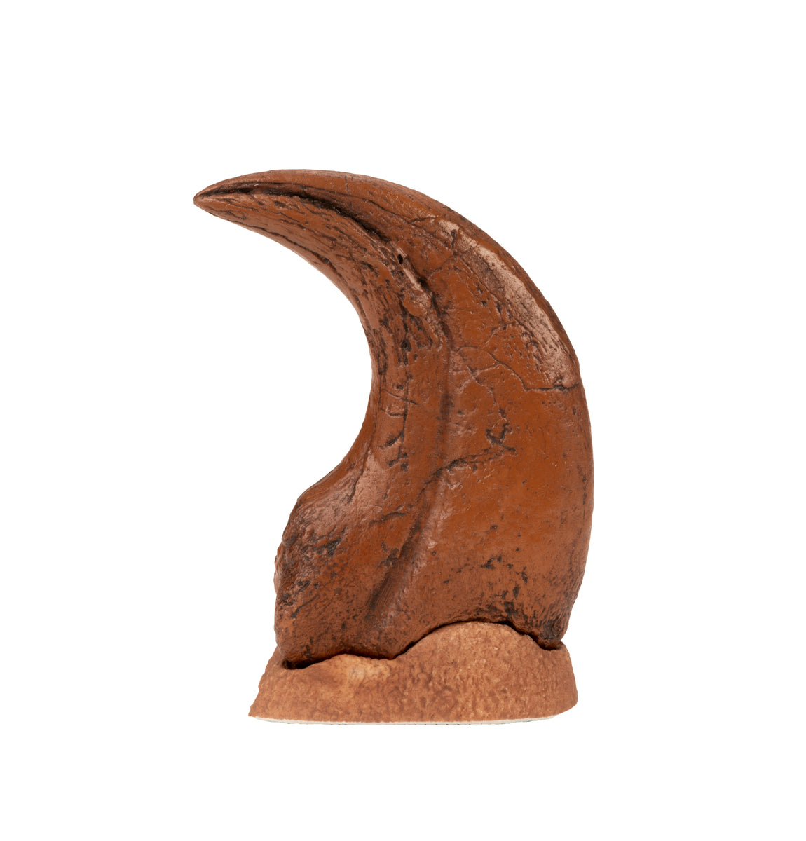 Fossil Replica Alxasaurus Claw – Museum Shop at DMNS