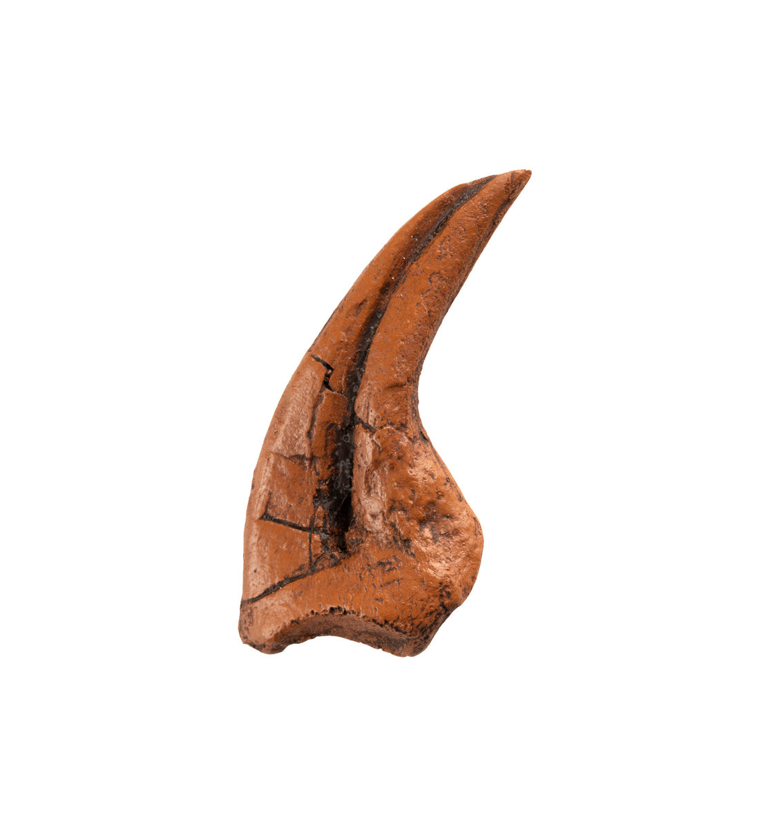 Fossil Replica T-Rex Claw – Museum Shop at DMNS