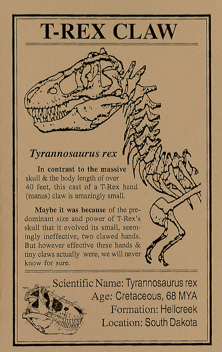 Fossil Replica T-Rex Claw – Museum Shop at DMNS