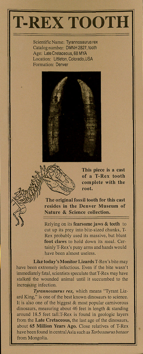 Fossil Replica Littleton T-Rex Tooth Large – Museum Shop at DMNS